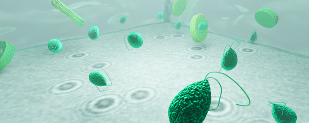 Holographic microscopy provides insights into the life of microplankton | University of Gothenburg